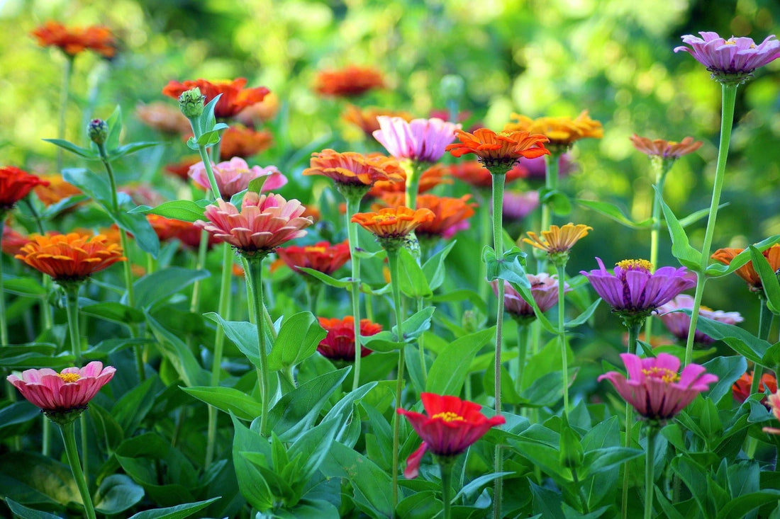 Best Flowers for Every Occasion Explained – Blossoms